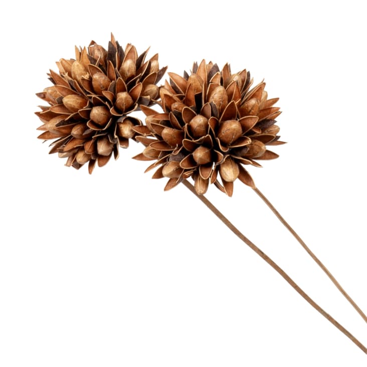 Hastes de flores secas castanhas Amandine | Maisons du Monde
