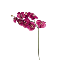 Stelo di orchidea phalaenopsis bianca H60 Phalaenopsis | Maisons du Monde