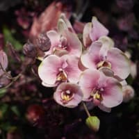 Stelo di orchidea phalaenopsis bianca H60 Phalaenopsis | Maisons du Monde