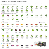 Plante immergée Broom rose H23 Herbarium de theophile | Maisons du Monde