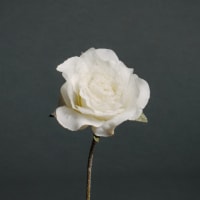 Stelo di rosa artificiale da infilare rosa H17 | Maisons du Monde