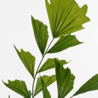 Pianta artificiale Cycas in vaso H 90 cm | Maisons du Monde