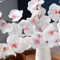 Stelo di orchidea phalaenopsis bianca H60 Phalaenopsis | Maisons du Monde
