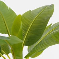 Pianta artificiale in vaso Strelitzia 90 cm OÏKO | Maisons du Monde
