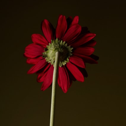 Stelo di gerbera artificiale rosso scuro H59 | Maisons du Monde