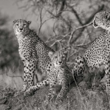 Tableau animaux 3 petits chats toile imprimée 120x80 cm | Maisons du Monde