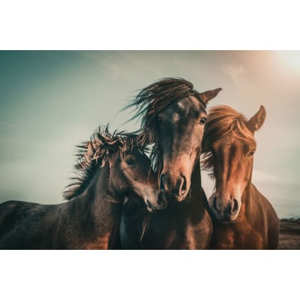 Tableau chevaux horse family imprimé sur toile 90x60 cm | Maisons du Monde