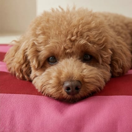 Lit pour animal déhoussable antitache rose et rouge xl(120x90 cm ...