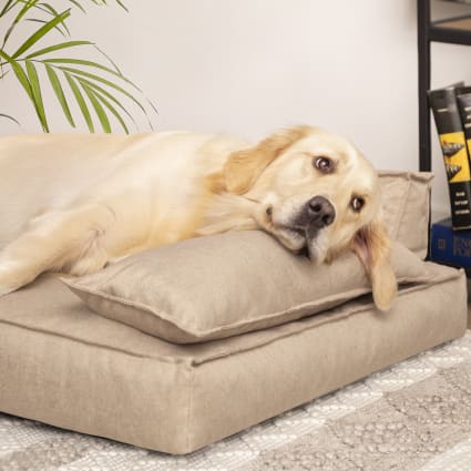 Panier chien déhoussable taille xxxl avec coussin épais Hanoo | Maisons ...