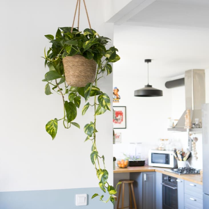 Plante liane dépolluante XXL sans cache-pot SCINDAPSUS | Maisons du Monde