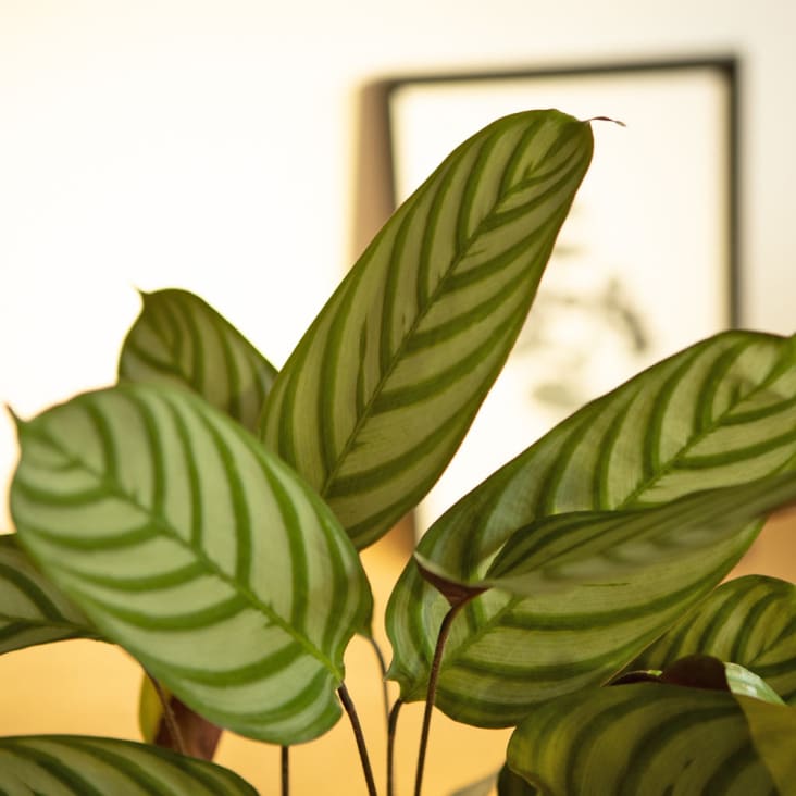 Calathéa Oppenheimiana avec cache-pot CALATHÉA | Maisons du Monde