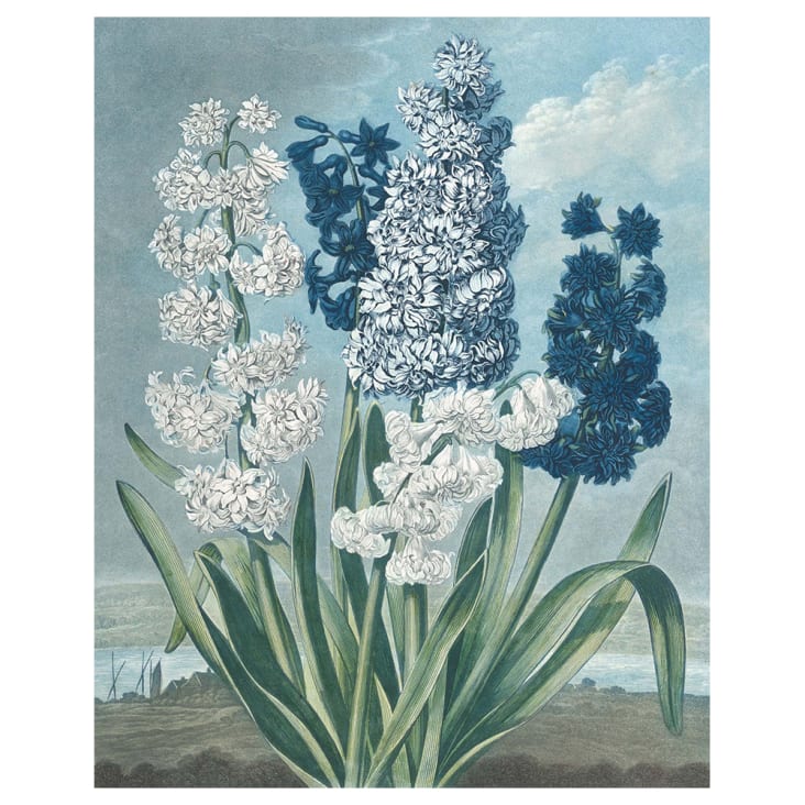 Tableau - Jacinthes - Thomas Warner 60x80cm | Maisons du Monde