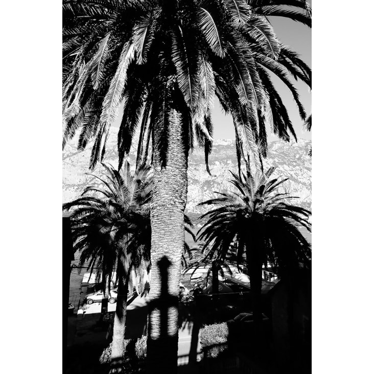 Quadro in bianco e nero palme montenegro Stampa su tela 60x90cm ...