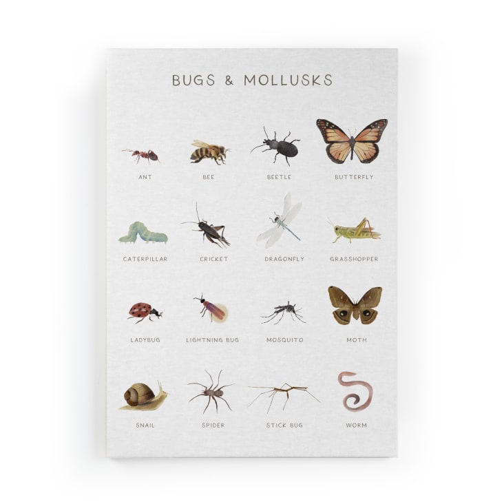 Leinwand 60x40 Insekten-Druck BUGS | Maisons du Monde