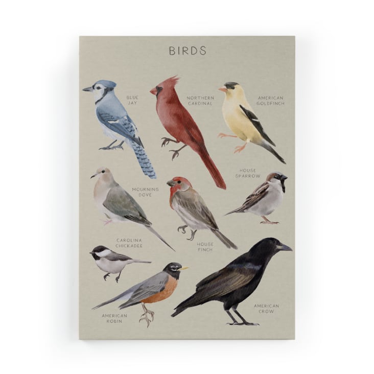 Tela 60x40 Stampa uccelli BIRDS | Maisons du Monde