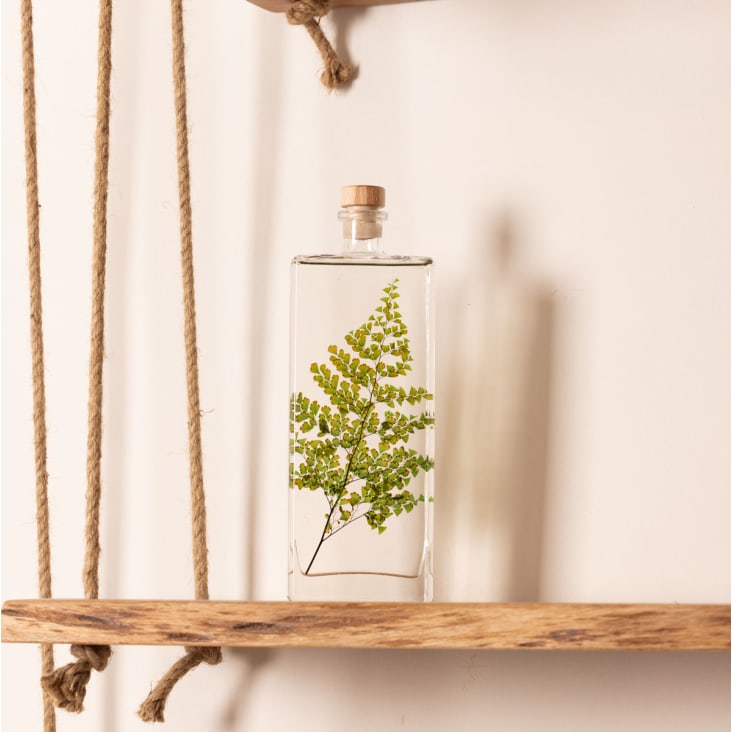 Plante immergée Fougère Luthi verte H26 Herbarium de theophile ...