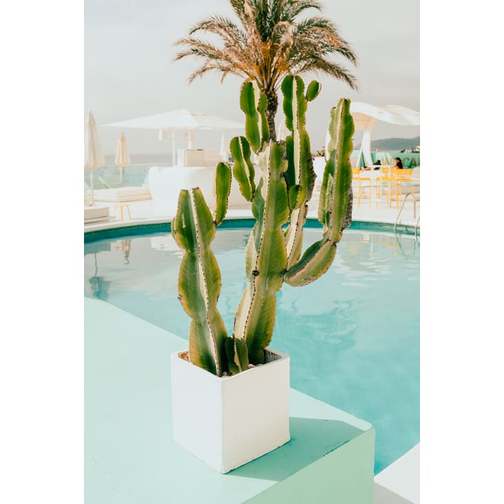 Photographie d'art d'Anthony Arbet 30x40 cm sur plexi CACTUS | Maisons ...