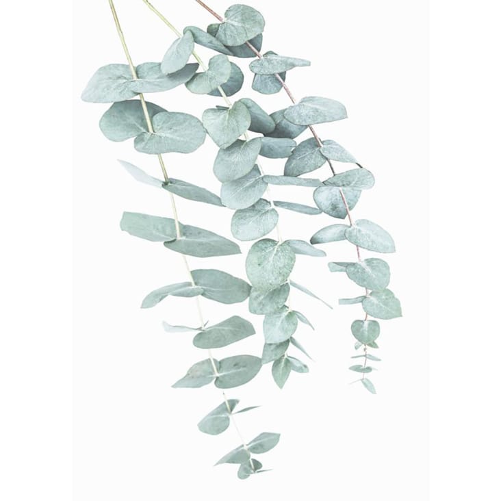 Poster Eucalyptus I 60x90cm Kathrin pienaar | Maisons du Monde