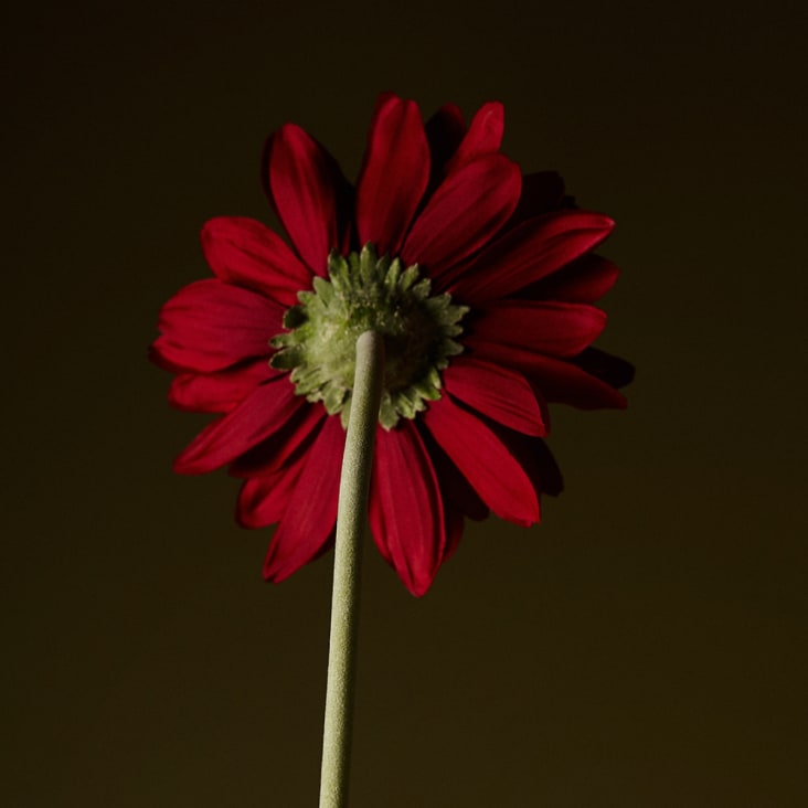 Stelo di gerbera artificiale rosso scuro H59 | Maisons du Monde