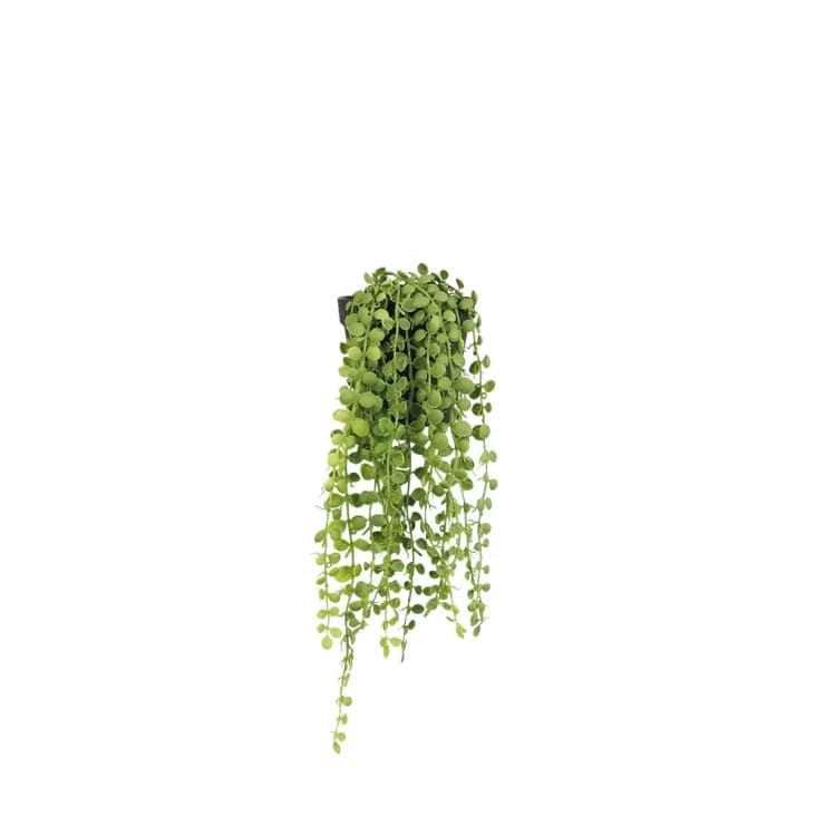 Plante succulente retombante artificielle 40cm | Maisons du Monde