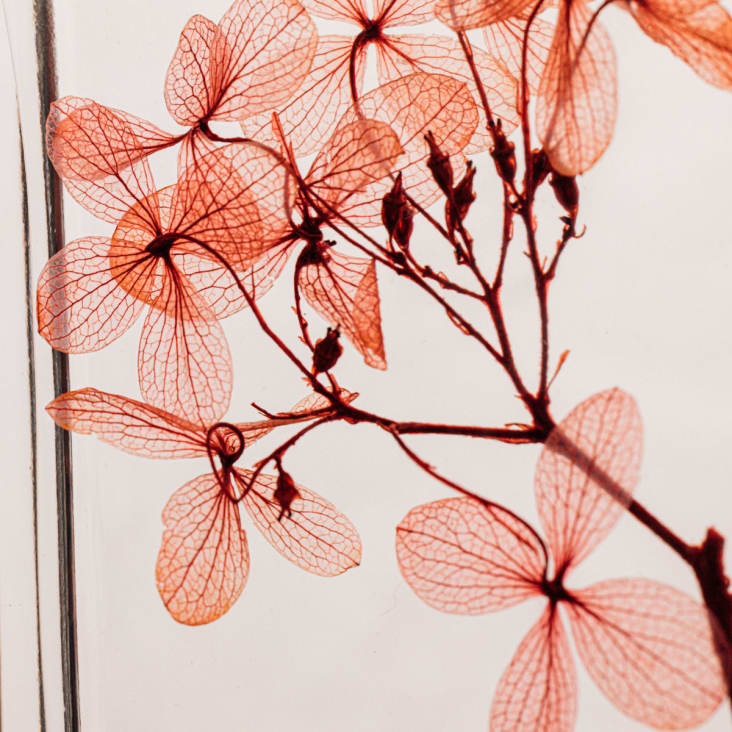 Fleur immergée Hortensia Peegee H10 Herbarium de theophile | Maisons du Monde