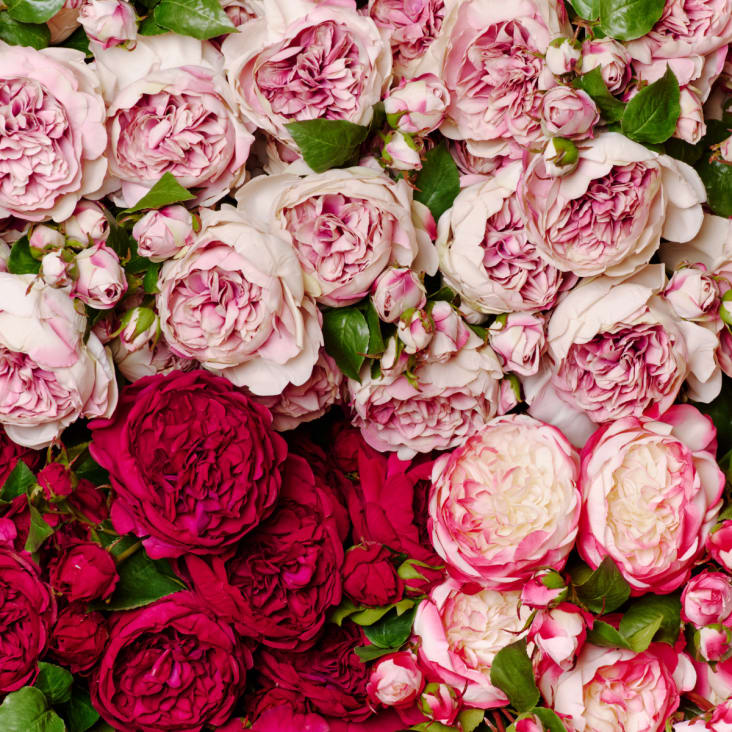 Stelo di rosa chiusa artificiale lampone H80 David | Maisons du Monde