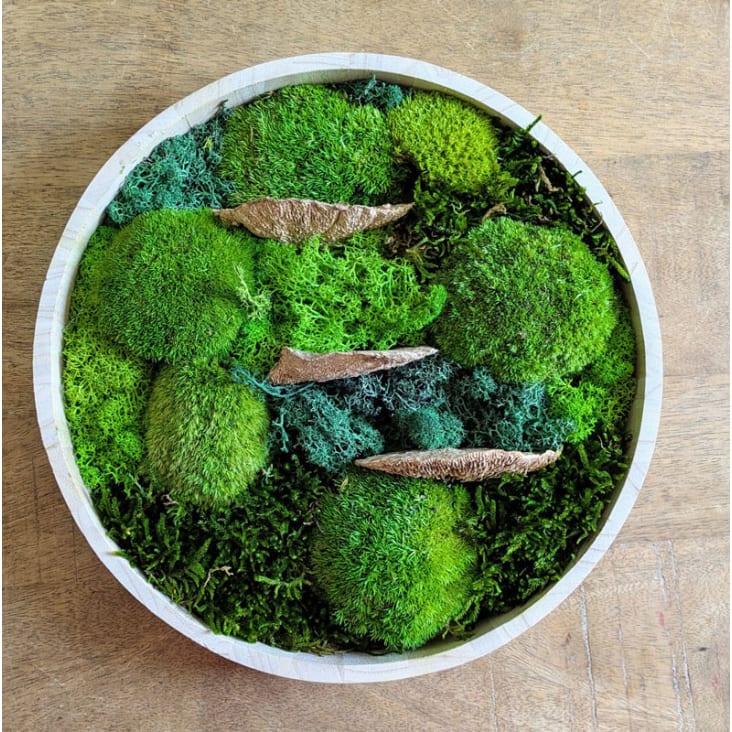 Tableau végétal naturel rond mousse stabilisée - Lot de 2- Sous-bois ...