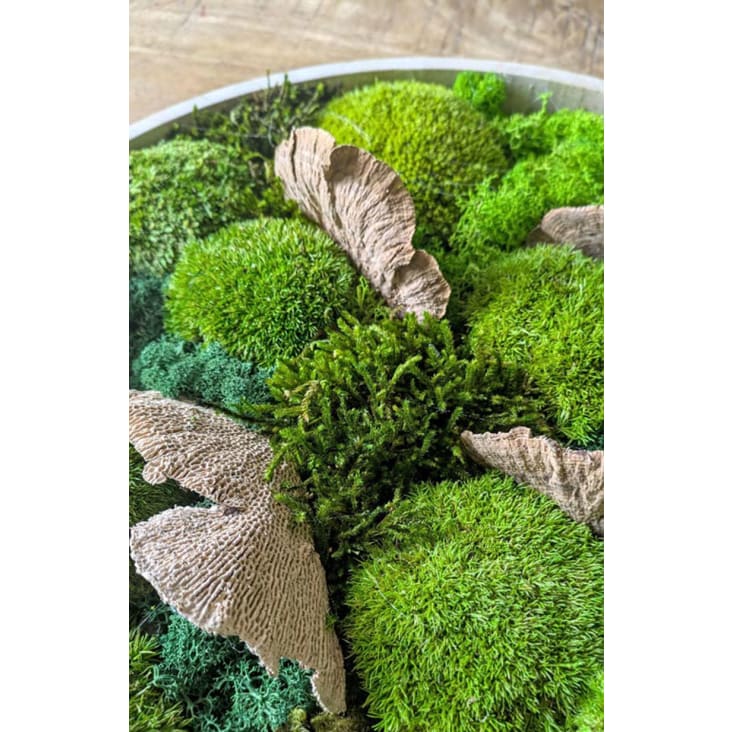 Tableau végétal naturel rond mousse stabilisée - Lot de 2- Sous-bois ...