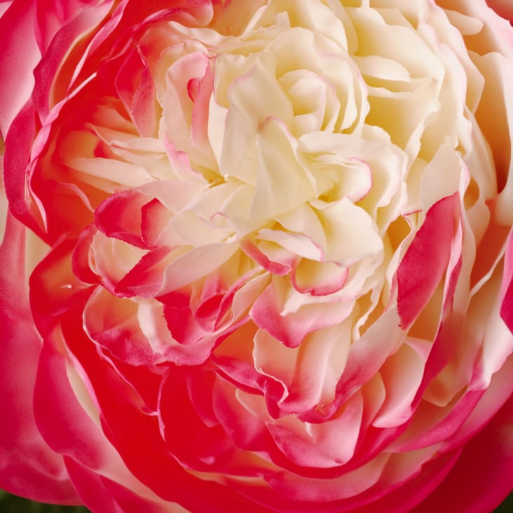 Tallo de rosa cerrada artificial blanco y fucsia h80 David | Maisons du ...