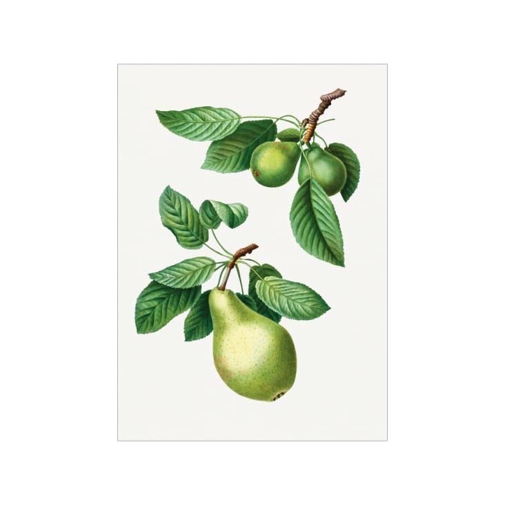Affiche "Pear Pyrus" sans cadre - 50 x 70 cm Pierre-joseph redoute de k ...