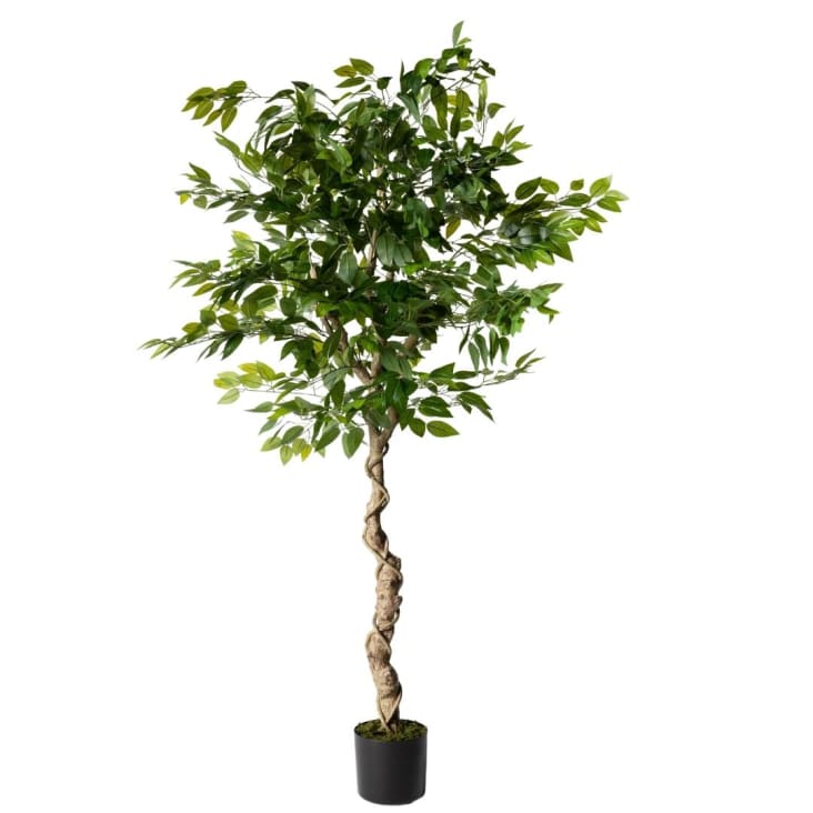 Planta artificial decorativa ficus de 180 cm en maceta Ficus | Maisons ...
