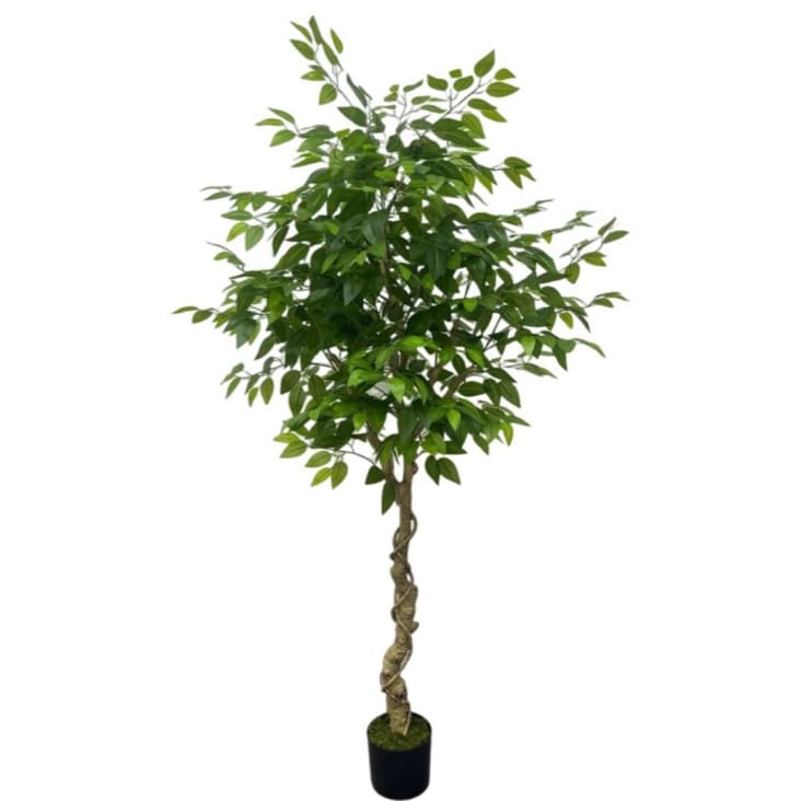 Planta artificial decorativa ficus de 180 cm en maceta Ficus | Maisons ...