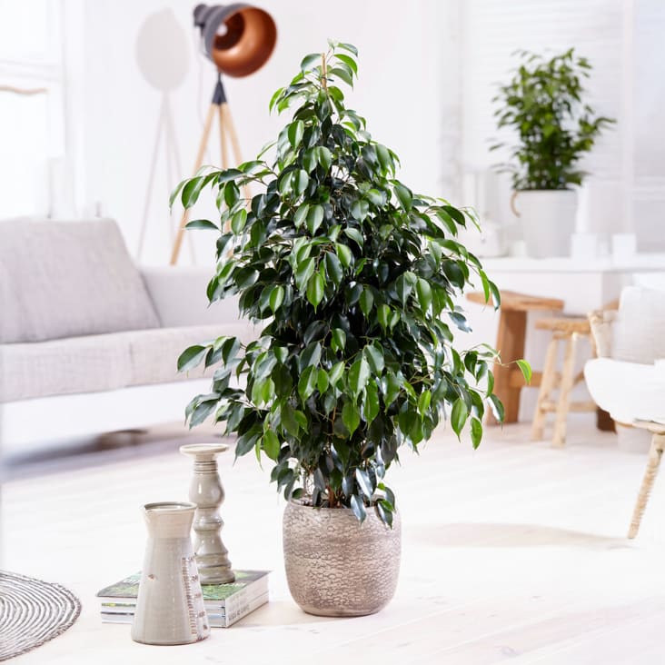 Ficus pleureur , Ficus benjamina 'Danielle', 100cm | Maisons du Monde