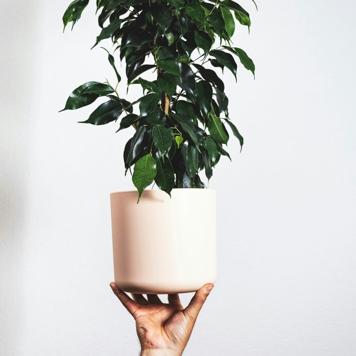 Ficus pleureur , Ficus benjamina 'Danielle', 100cm | Maisons du Monde