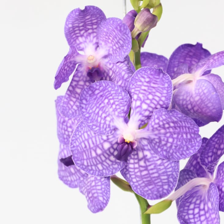 Orquídea vanda, vanda 'blue', 60cm | Maisons du Monde
