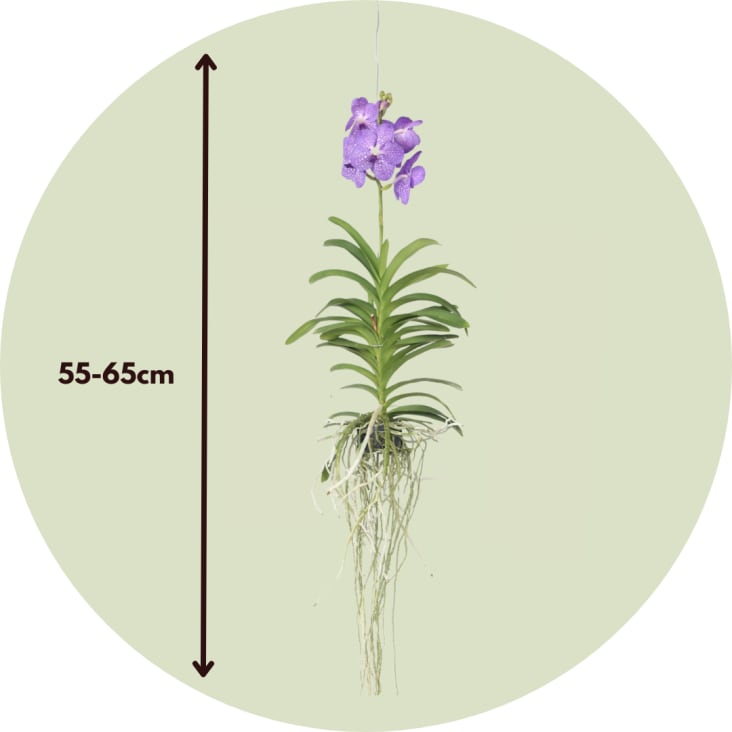 Orquídea vanda, vanda 'blue', 60cm | Maisons du Monde