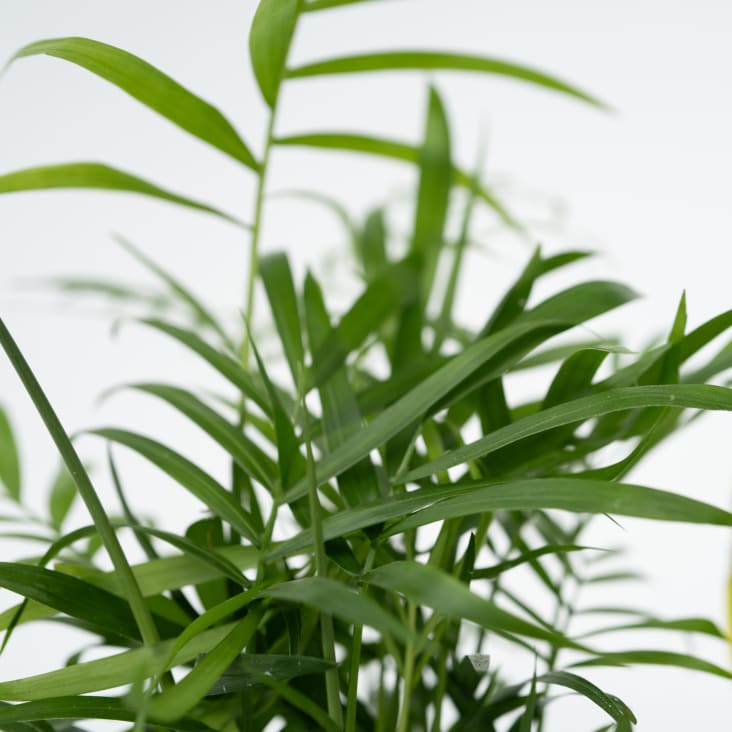 4er Set Grüne Zimmerpflanzen, Sansev.,Chamaed.,Ctenanthe,Clusia, 25cm Plante d’intérieur ...