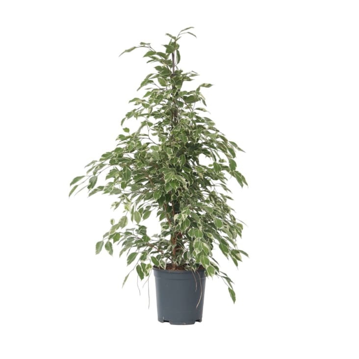 Geigenpflanze, Ficus Benjamina 'Twilight', 100cm Plante d’intérieur ...