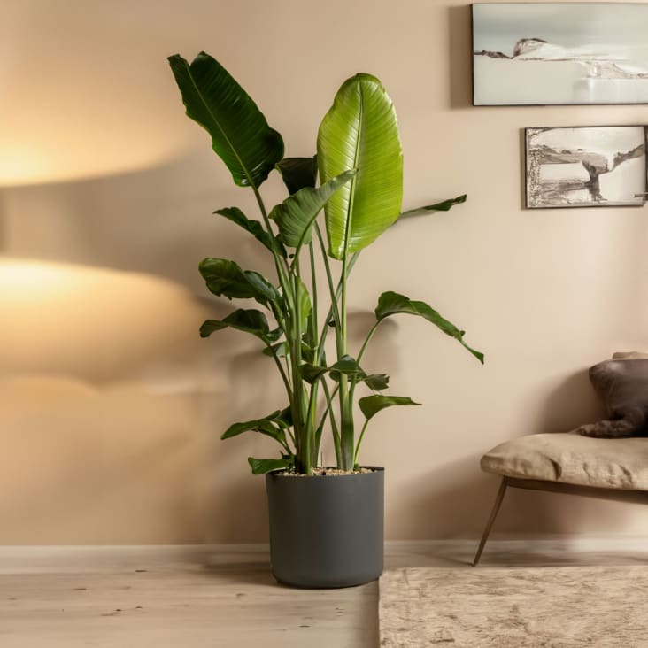 Paradiesvogelblume - Strelitzie, Strelitzia nicolai, 55cm | Maisons du Monde