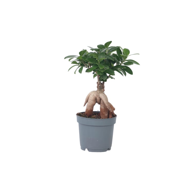 Laurel de indias, ficus microcarpa, 30cm | Maisons du Monde