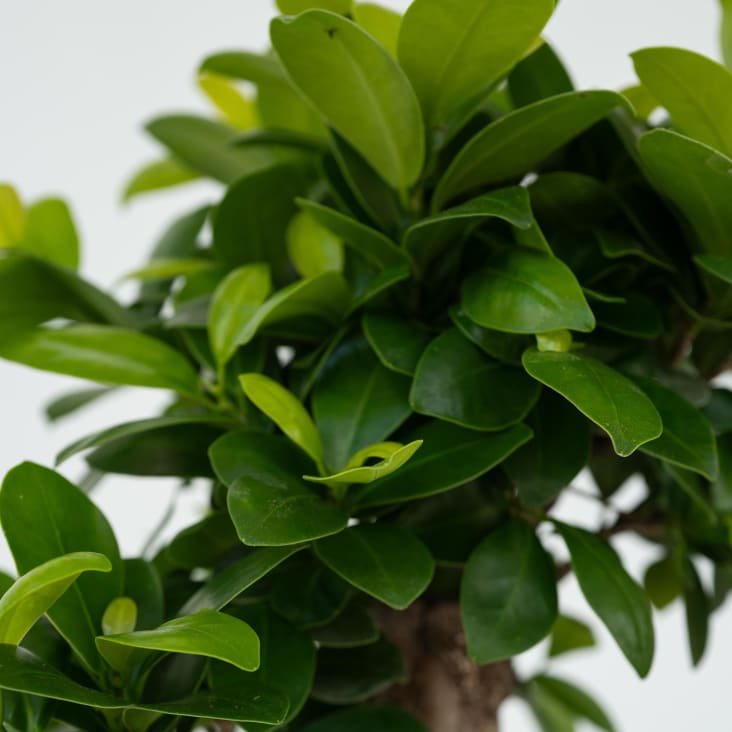 Laurel de indias, ficus microcarpa, 30cm | Maisons du Monde