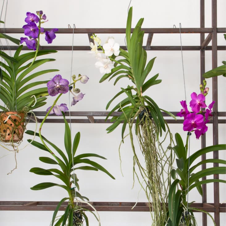 Orquídea vanda, vanda 'new blue', 55cm | Maisons du Monde
