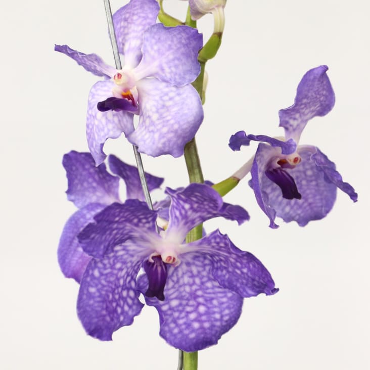 Orquídea vanda, vanda 'new blue', 55cm | Maisons du Monde