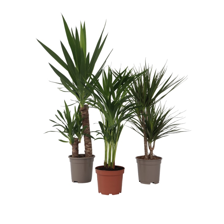 Mélange de Palmiers d'intérieur (x3), Indoor Palmmix XL, 70cm | Maisons ...
