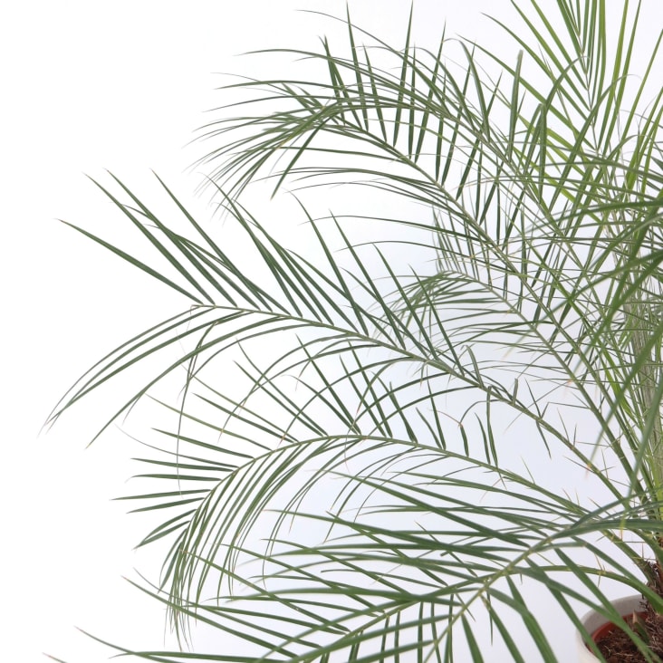 Palmier Dattier nain , Phoenix roebelenii, 80cm | Maisons du Monde