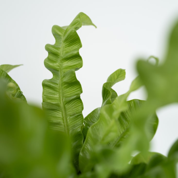 Helecho nido de ave, asplenium nidus 'crispy wave', 25cm | Maisons du Monde