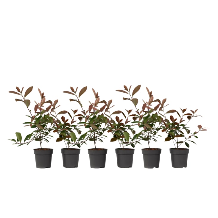 Lote de 6 fotinia, photinia fraseri 'red robin', 30cm | Maisons du Monde