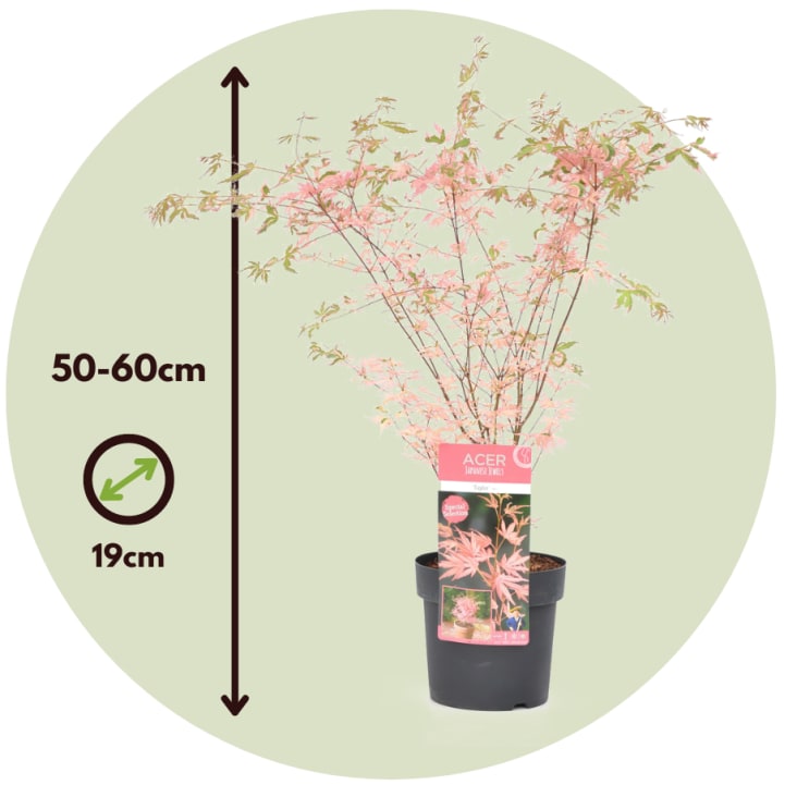 Arce japonés, acer palmatum 'taylor', 50cm | Maisons du Monde