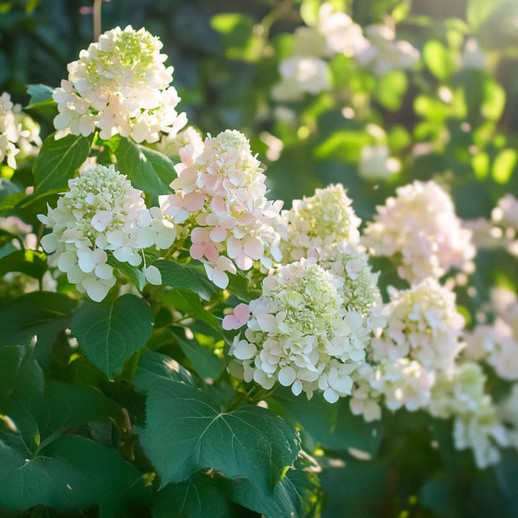Hortensia (x3), Hydrangea paniculata 'Phantom', 25cm | Maisons du Monde