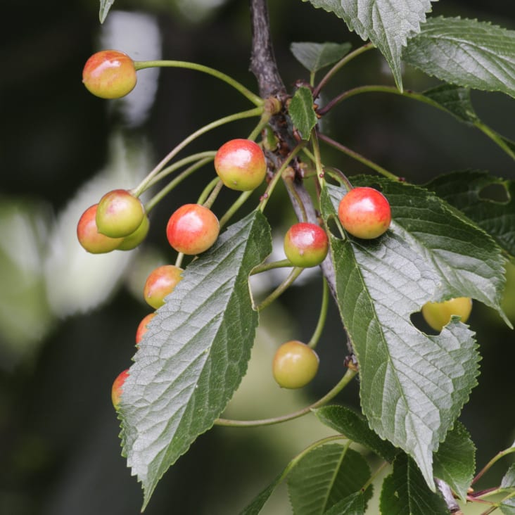 Lote de 8 mezcla de árboles frutales, malus, pryus, prunus, 60cm ...
